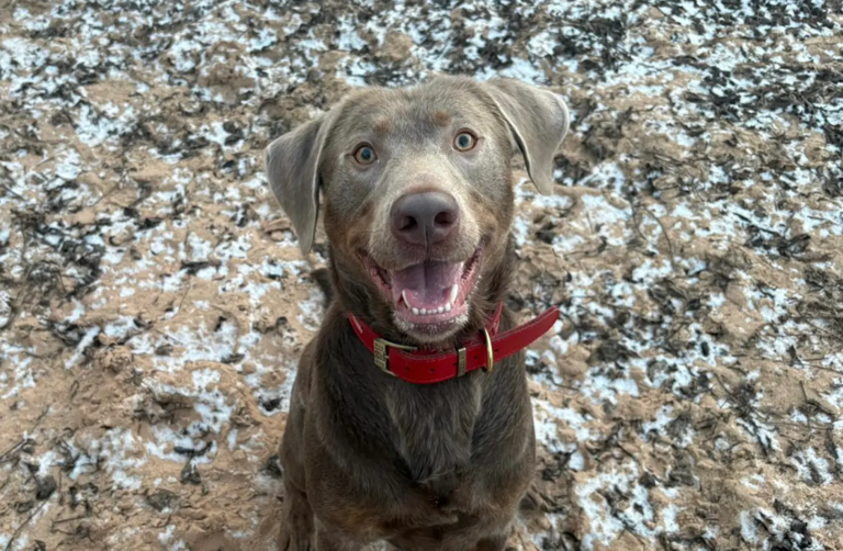 13 adorable dogs looking for forever homes in Derbyshire this January