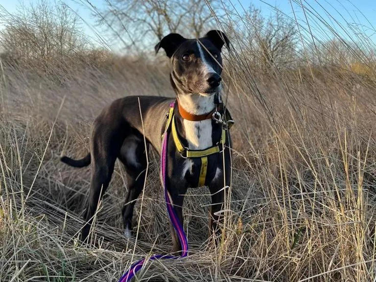 13 adorable dogs looking for forever homes in Derbyshire this January