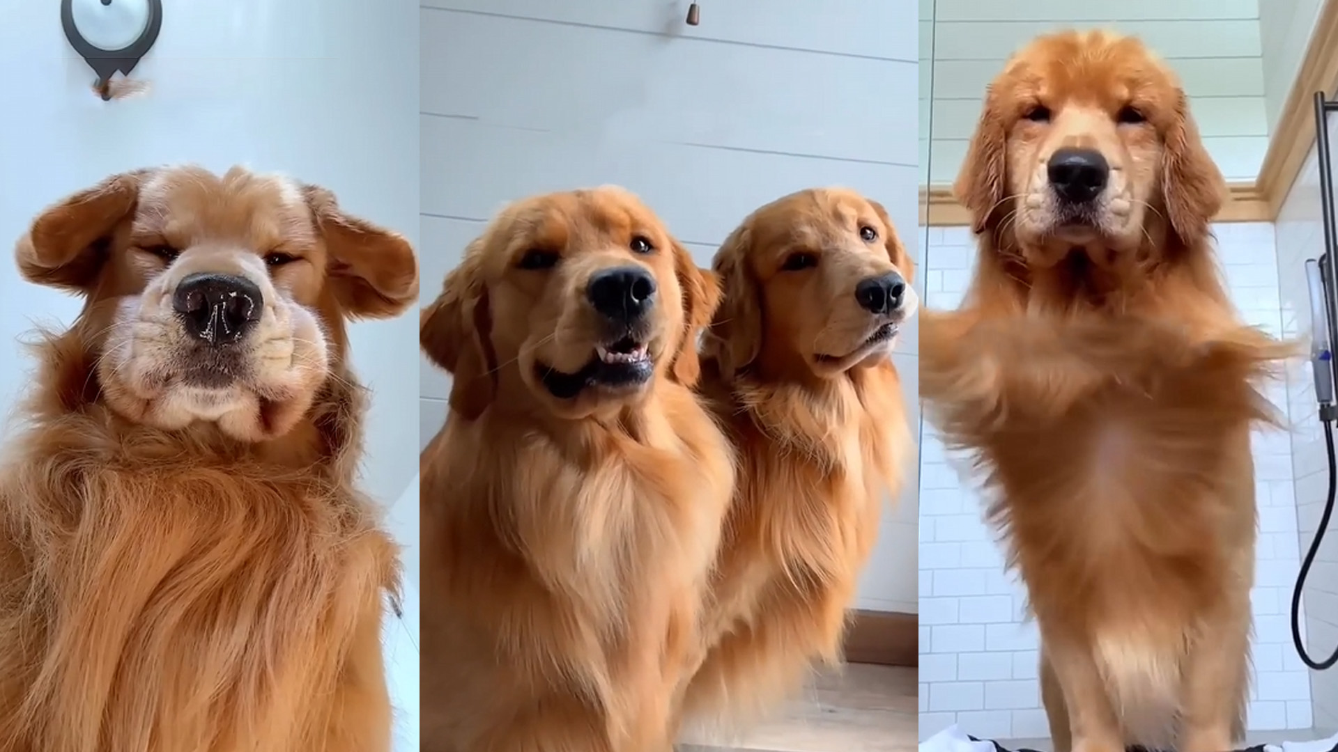 Golden retriever energy hits different at home