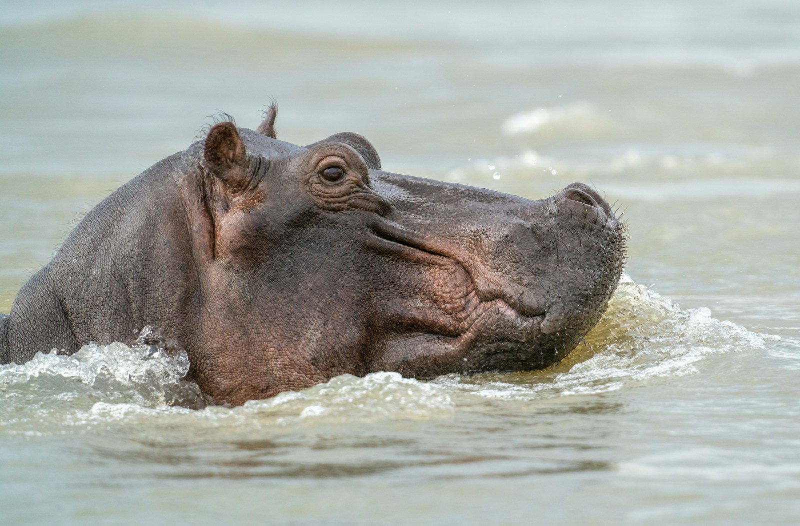 Hippos explained: what they eat, how fast they move and why they’re so ...