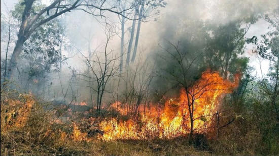 Dry Uttarakhand winter likely reason behind Valley of Flowers forest fire