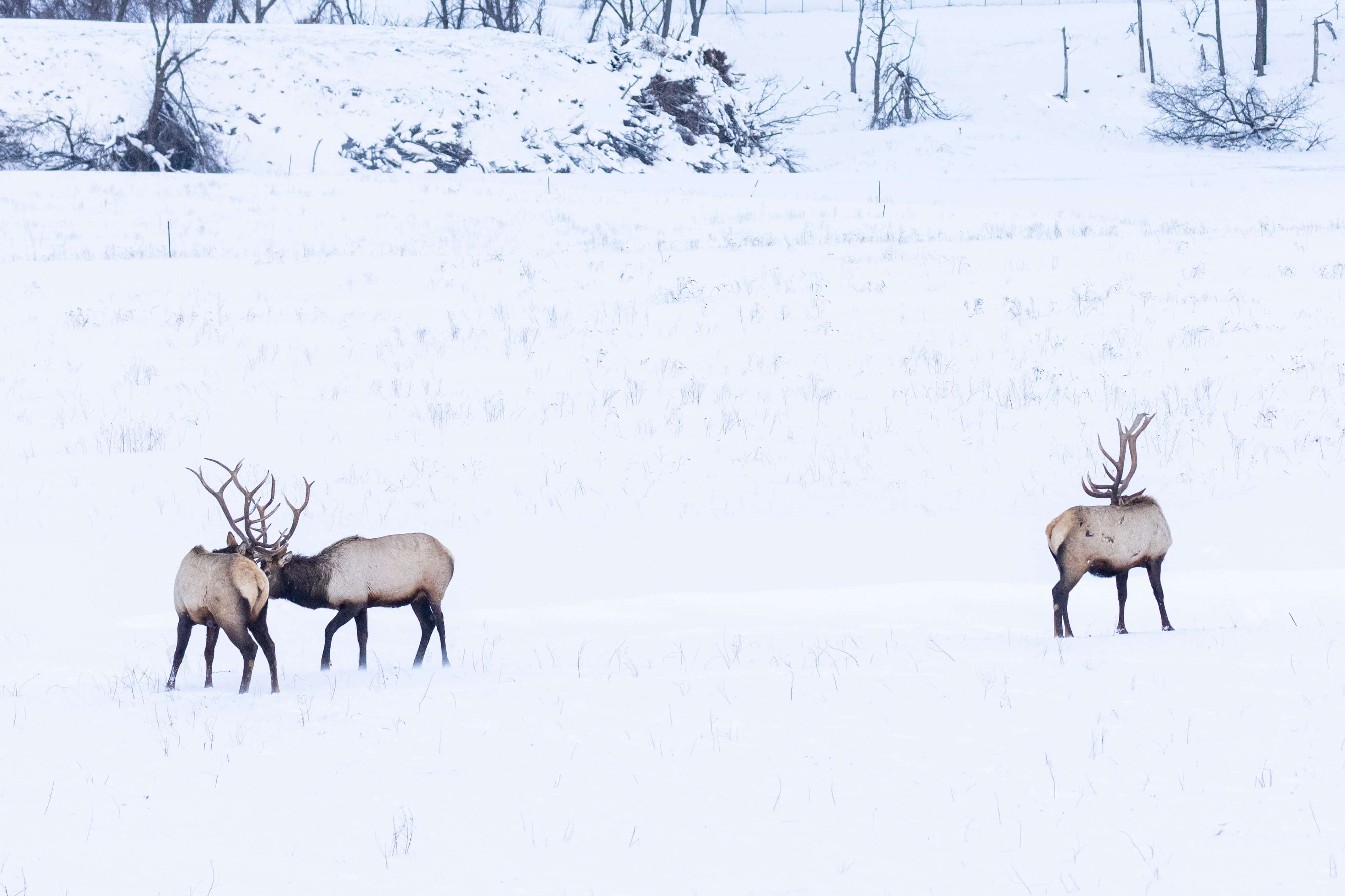 Winter is back: Lake effect snow, Arctic cold to blast Michigan