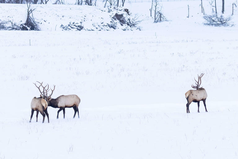 Winter is back: Lake effect snow, Arctic cold to blast Michigan