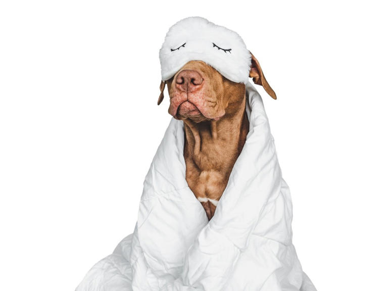 8 signs your dog isn’t sleeping enough, via a vet