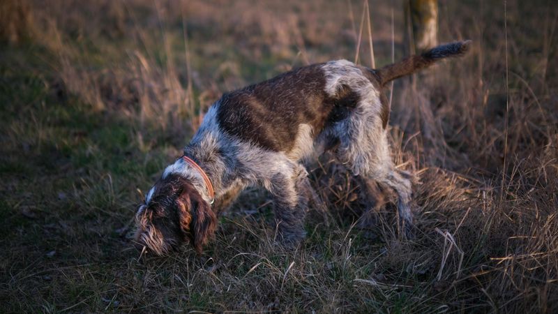 Why your dog needs these simple enrichment activities pet parents swear by
