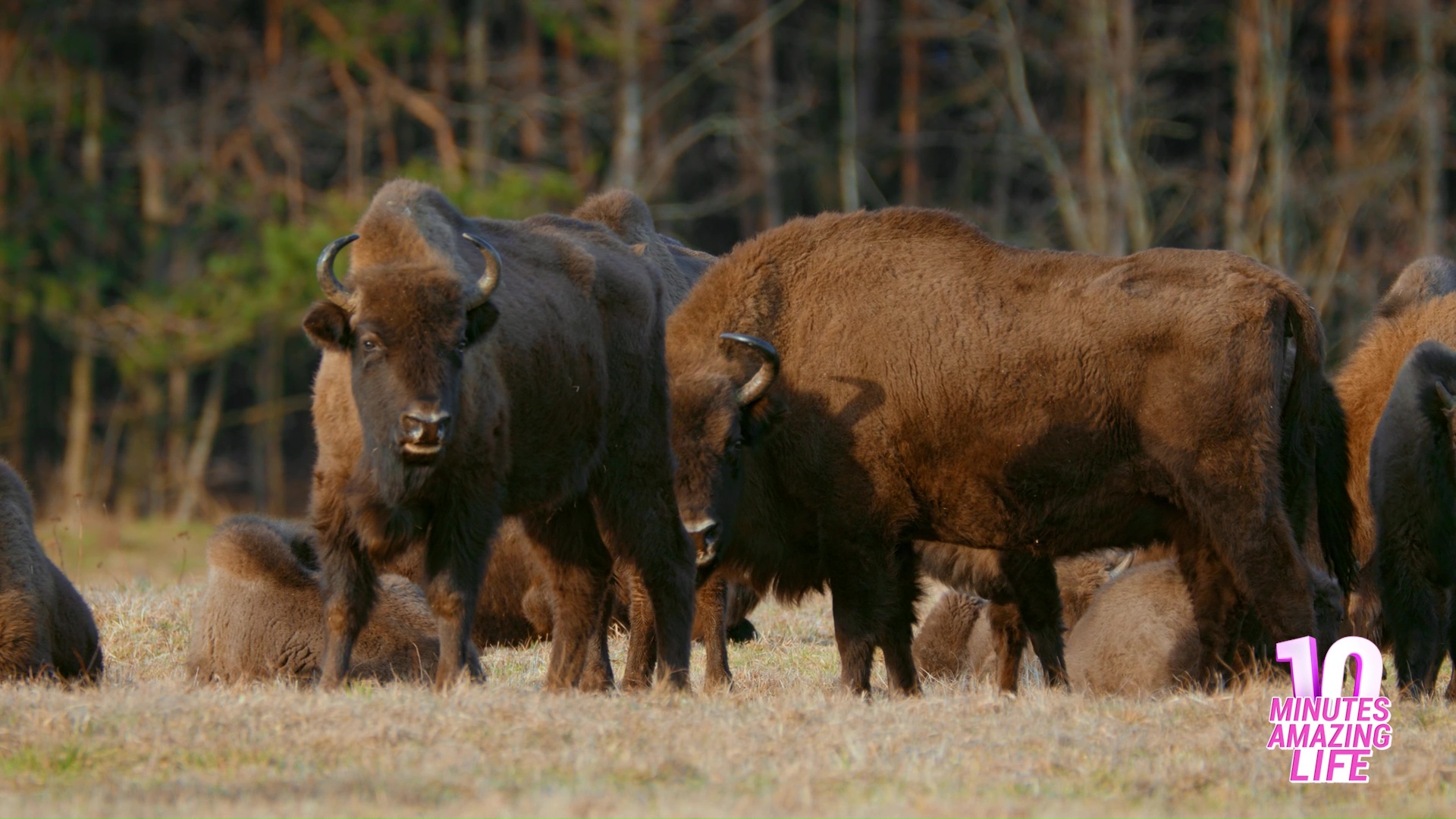A quiet encounter with a wild bison herd