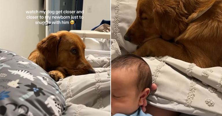 Golden retriever moves closer to cuddle little baby in adorable video