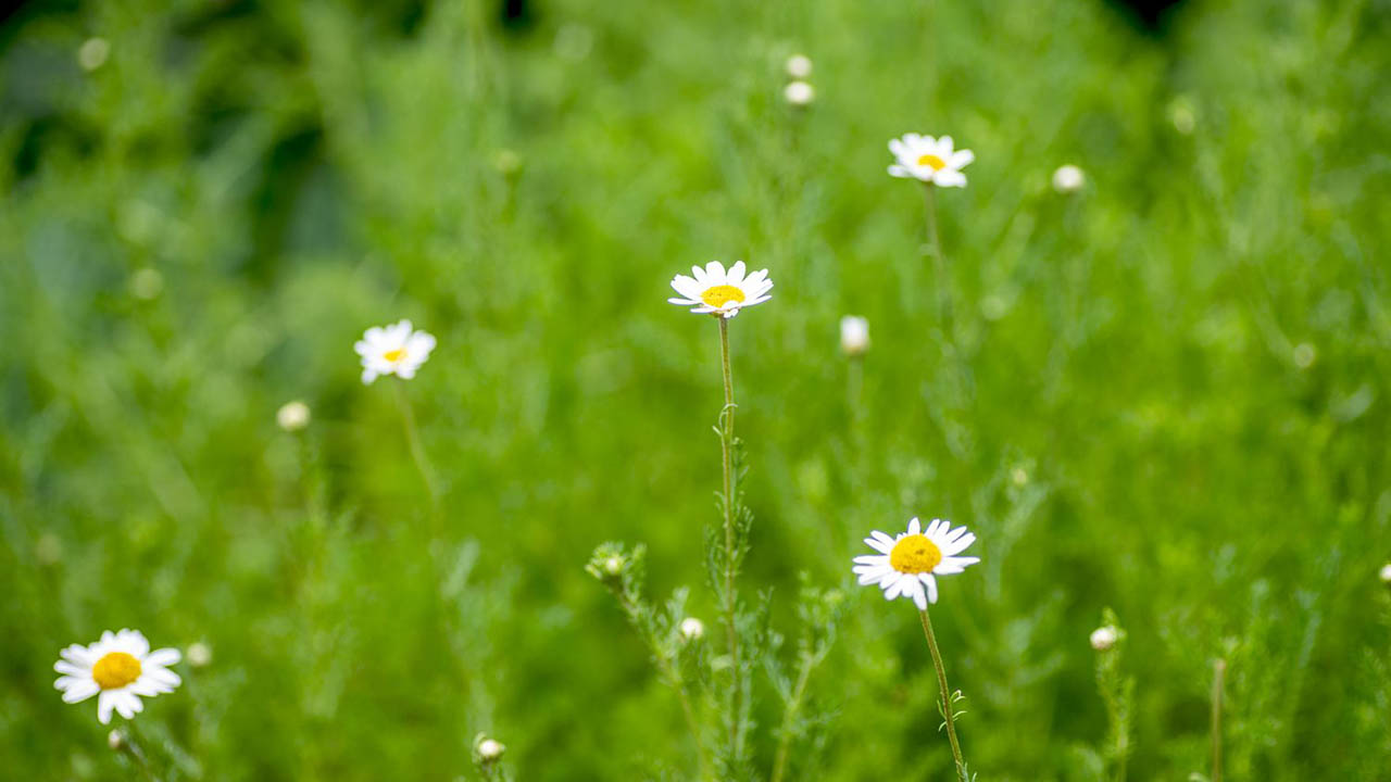 9 signs that mean your chamomile garden needs help