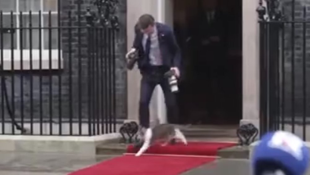 Cat causes laughter during state visit