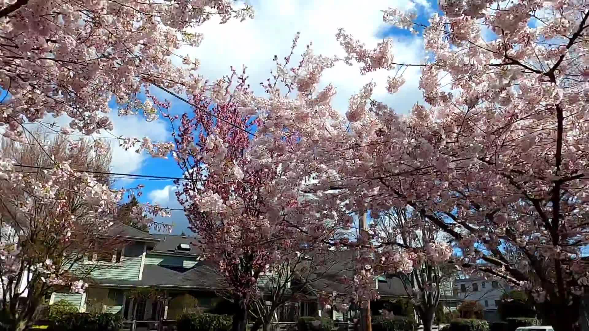 Springtime magic: Exploring Victoria’s cherry blossoms & flower-filled ...