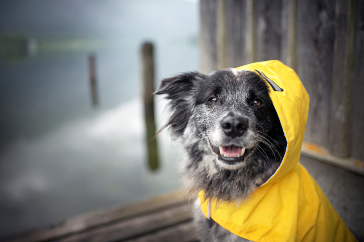 Dog gives dad the cold shoulder after making him wear a rain coat, and ...