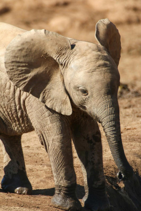 Baby elephants compete for the title of biggest show-off, and it’s ...
