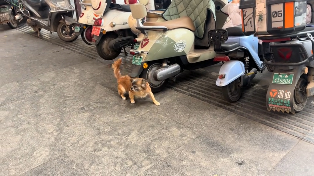 Dog appears to dance while scratching against scooter in Sichuan, China