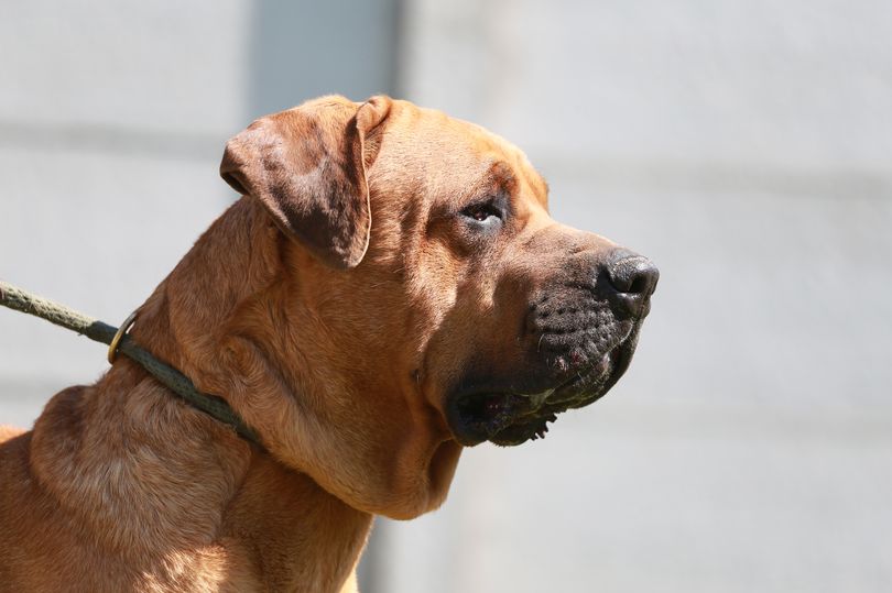 Banned UK dog breeds full list - two are well-known