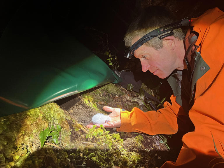 World’s fattest parrots set for mating bonanza after bumper berry crop