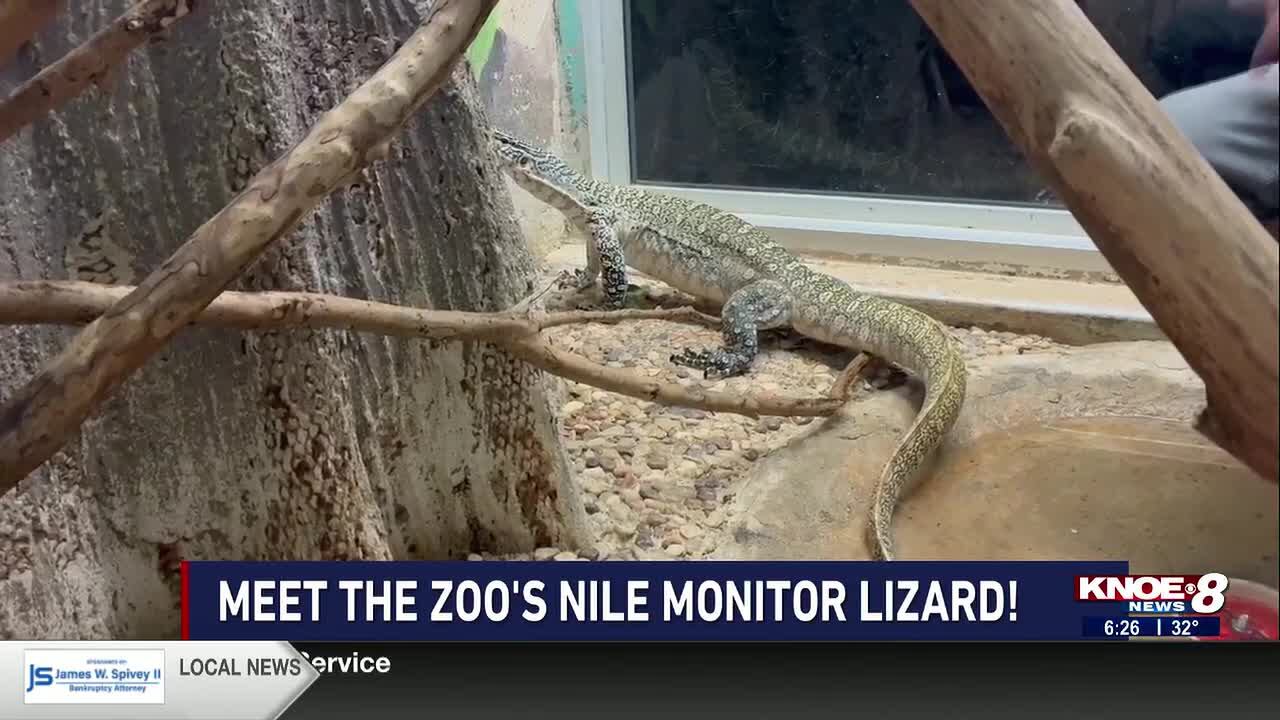 Zoo buddy: Nile monitor lizards!