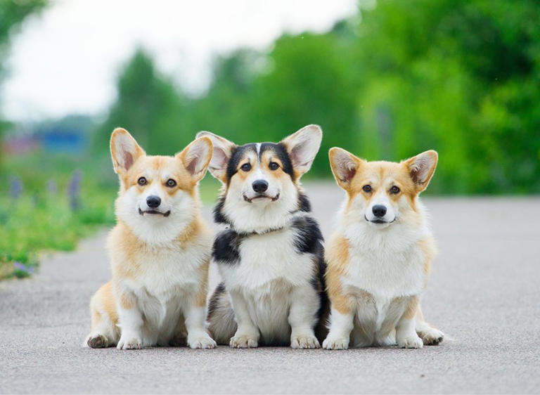 10 dog breeds that are naturally calm and easygoing, according to ...