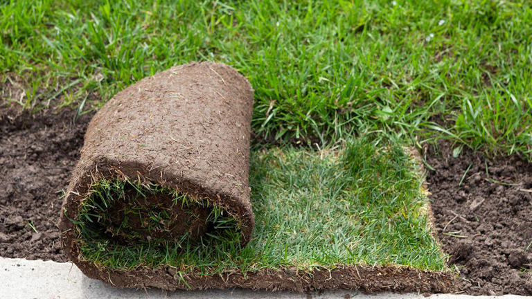 Is laying turf over grass a clever lawn hack or a waste of time?