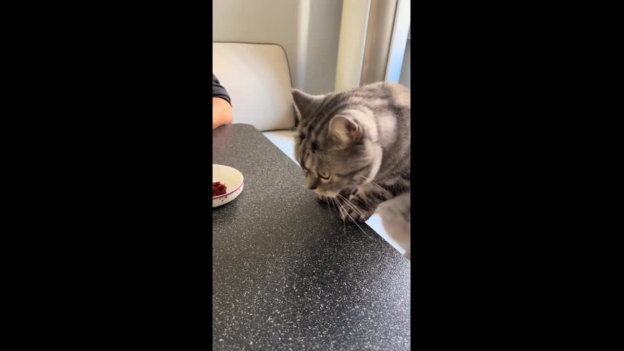 Cat knocks over saucer in Inner Mongolia, China