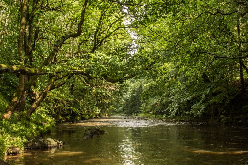 North East woods set for big screen stardom in new 28 Years Later film ...