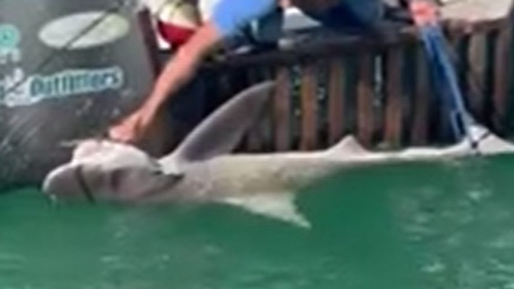 Bitey operation: Two-meter shark freed from crab trap