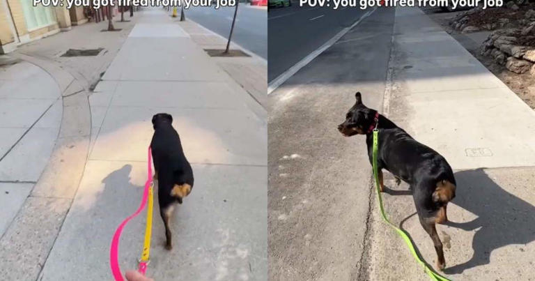 Video: Dog 'fires' mom from leash-holding job for a reason