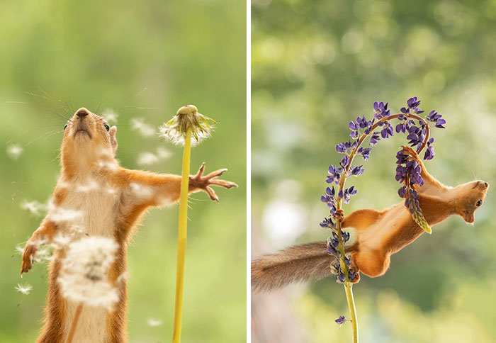 Cute squirrels in miniature: 20 prop-based portraits by Geert Weggen