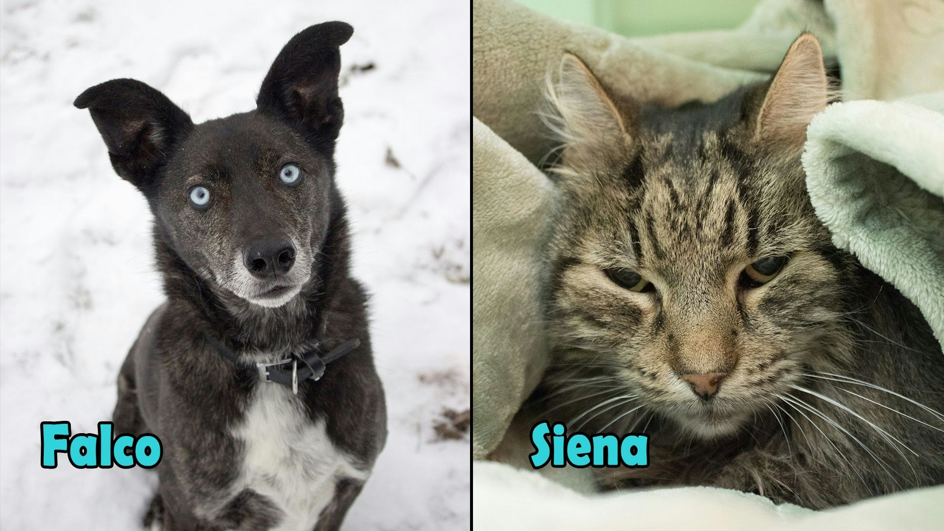 TIKO Kärnten: "Falco liebt Kinder über alles"