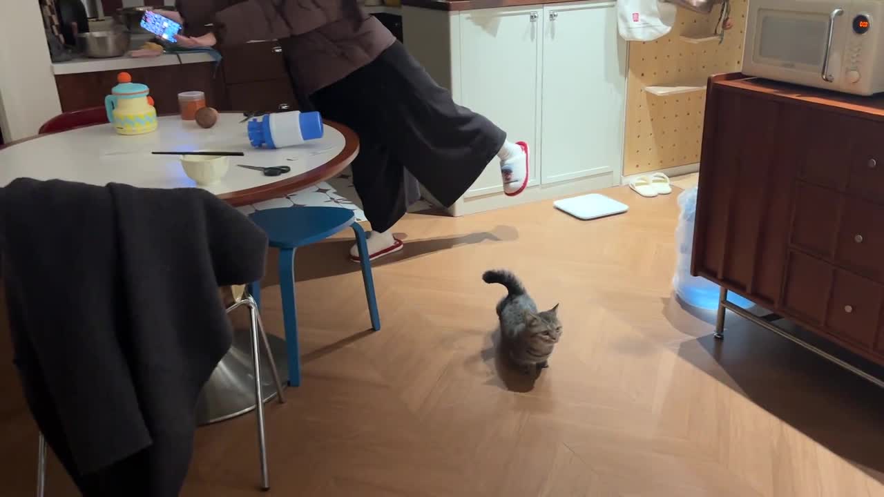 Cat mimics owner’s movements in Chongqing, China