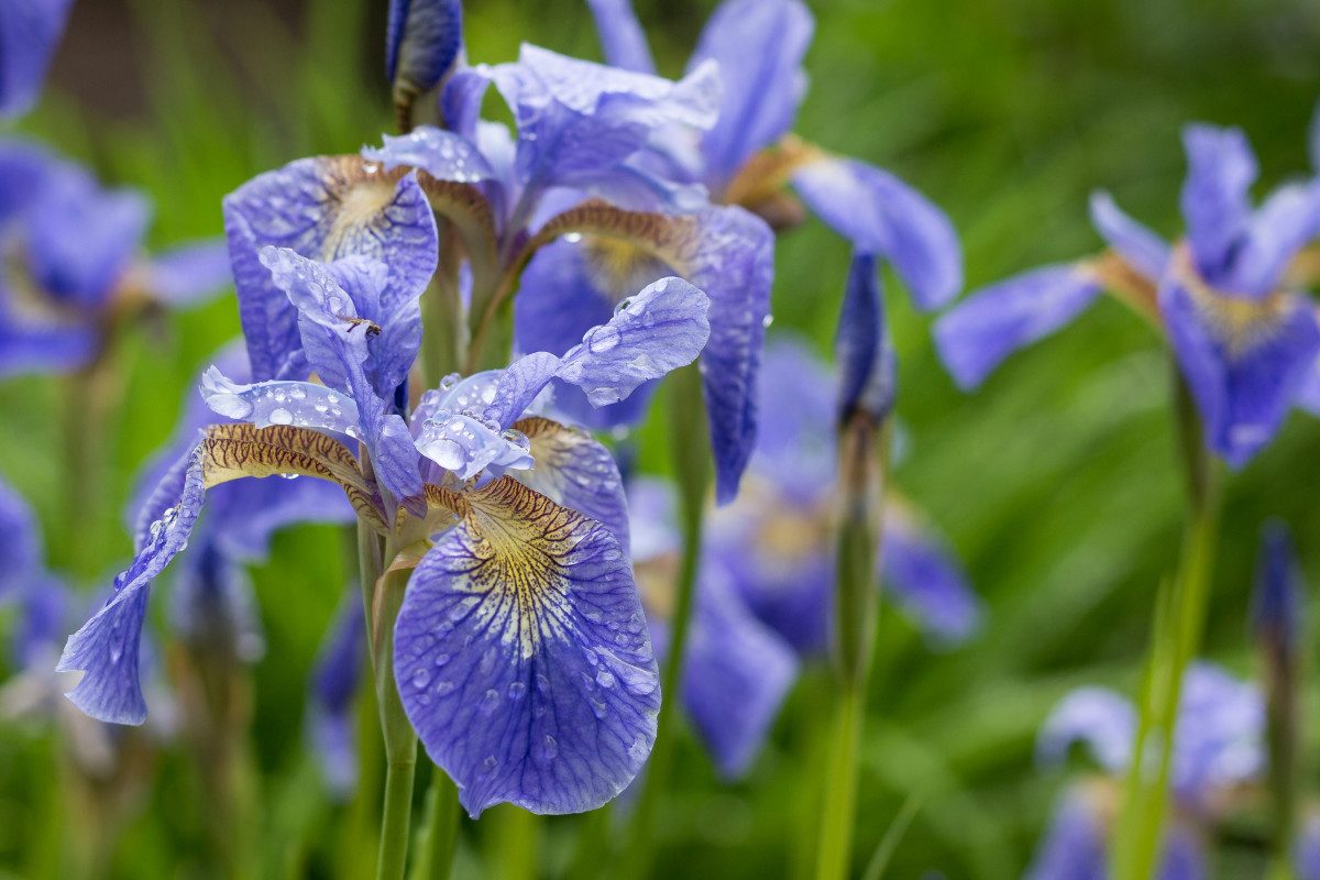 Learn how to grow gorgeous irises in your garden