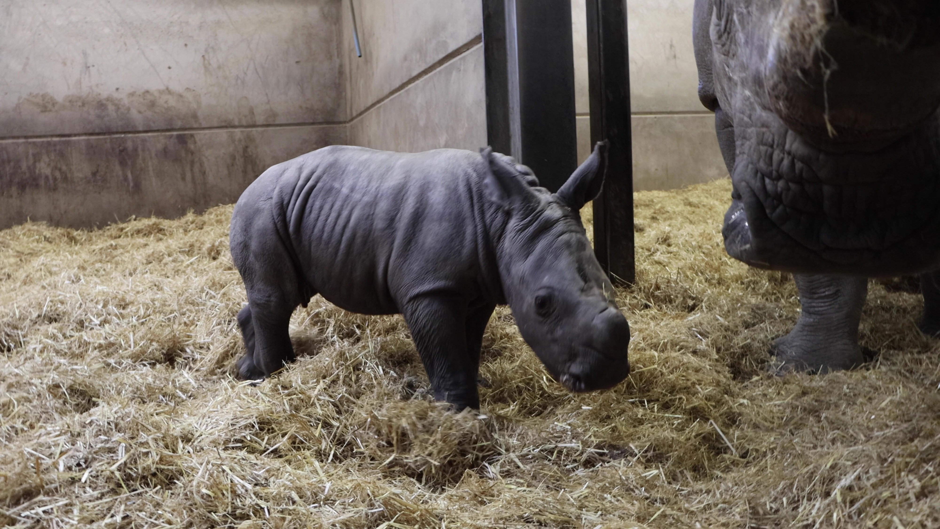 'We're absolutely delighted': Knowsley Safari Park welcomes southern ...