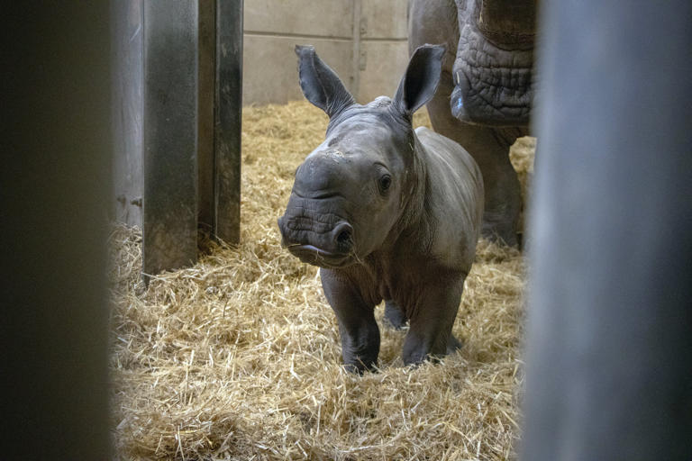 'We're absolutely delighted': Knowsley Safari Park welcomes southern ...