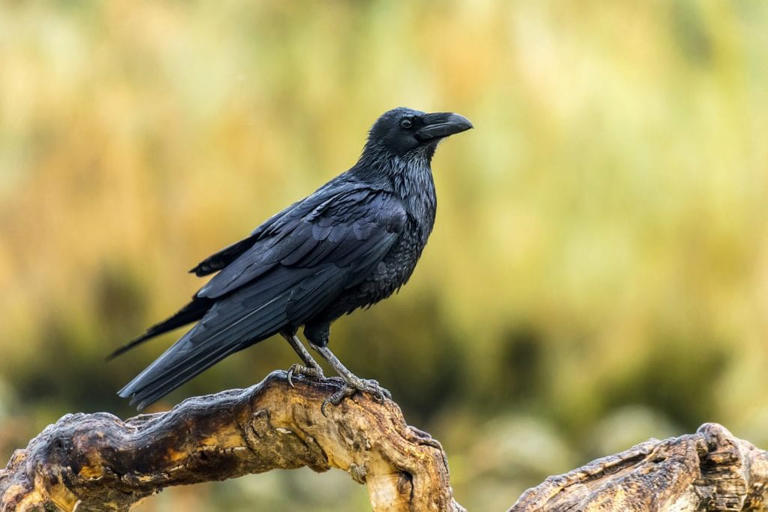 Why ravens were once thought to possess hidden knowledge