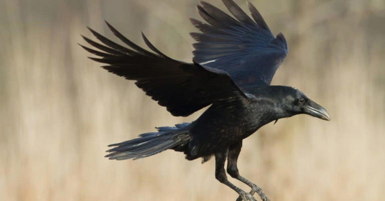 Why ravens were once thought to possess hidden knowledge