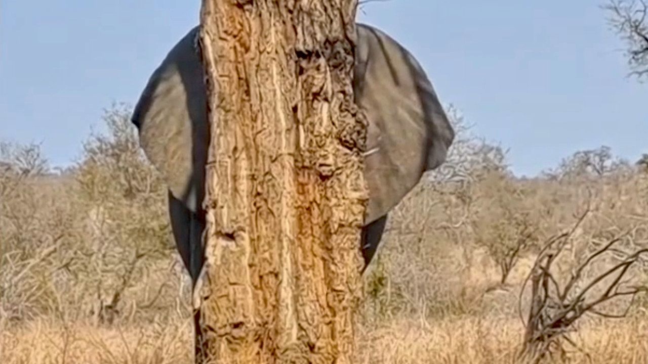 Un énorme pachyderme tente de se cacher derrière un arbre
