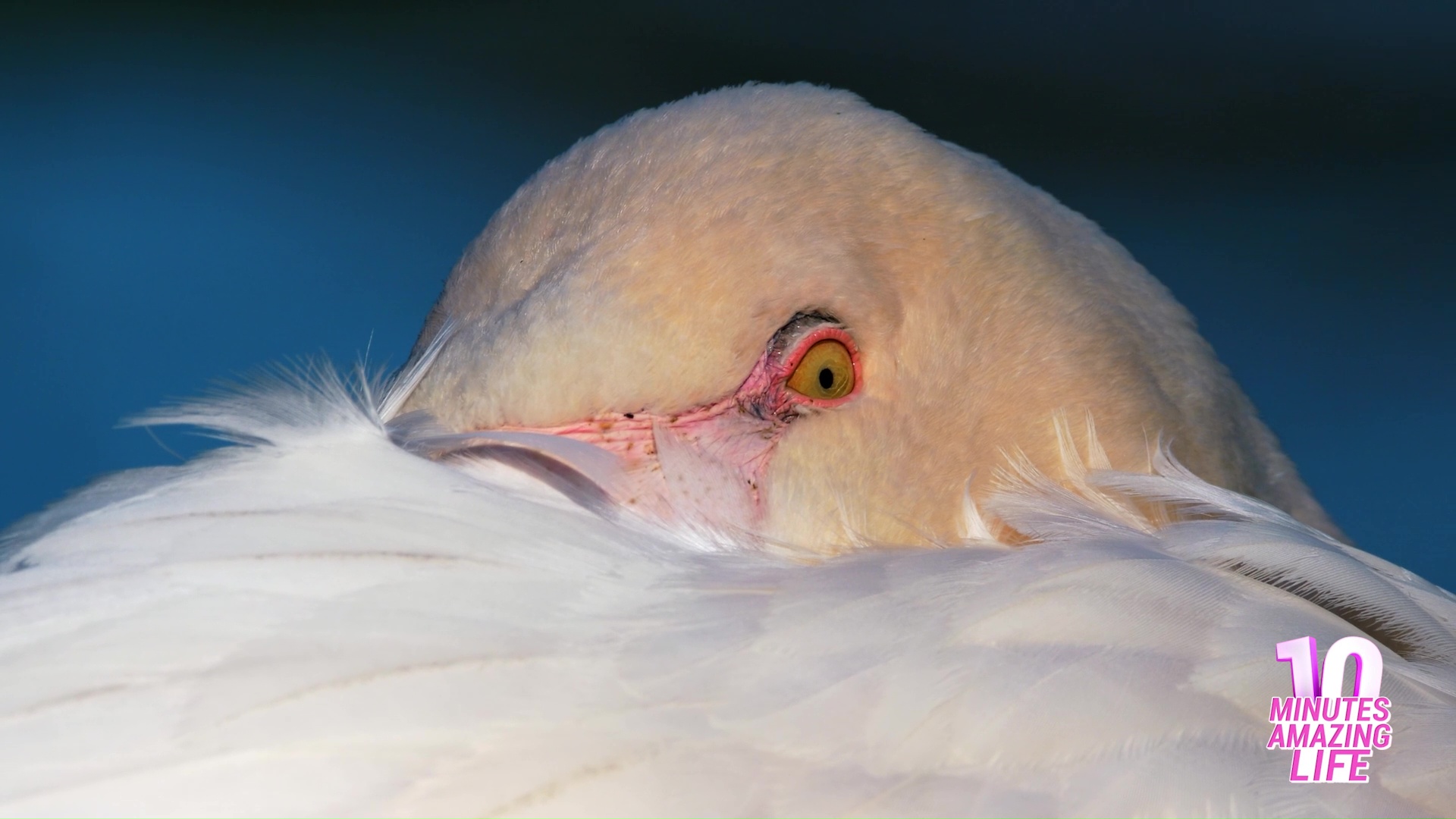 This flamingo was filmed in a quiet moment