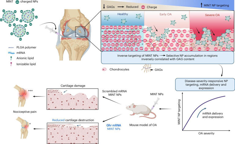 How 'smart' nanoparticles can deliver targeted gene therapy in ...