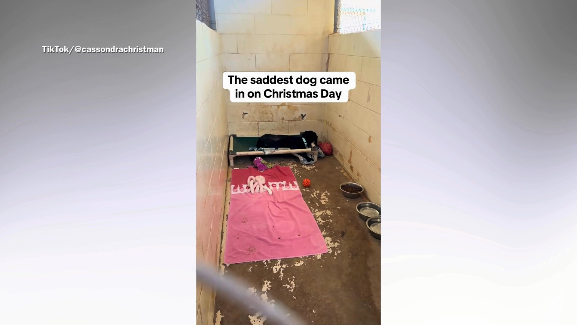 Shelter assumes dog has survived being run over—heartbreaking truth emerges