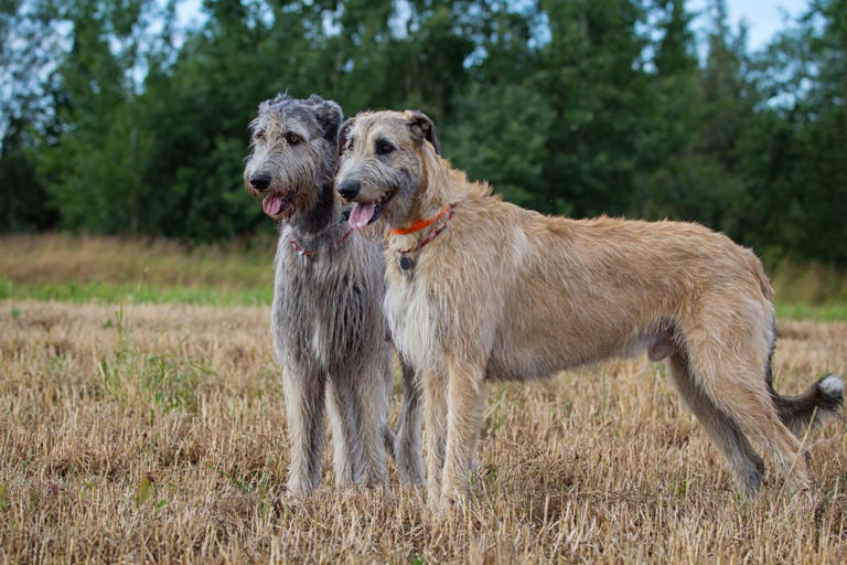 10 dog breeds that are naturally calm and easygoing, according to ...