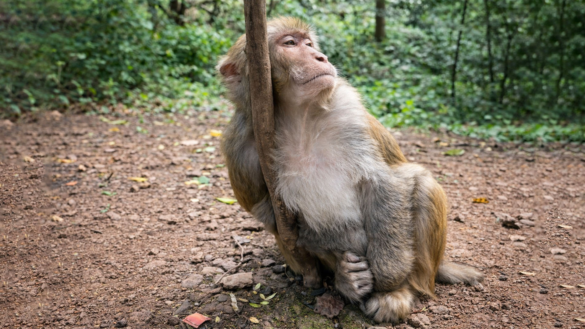 Cute monkey lost in thought