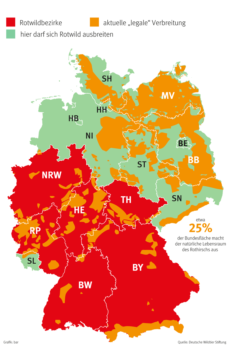 König des Waldes – wider Willen
