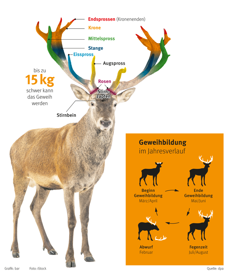König des Waldes – wider Willen