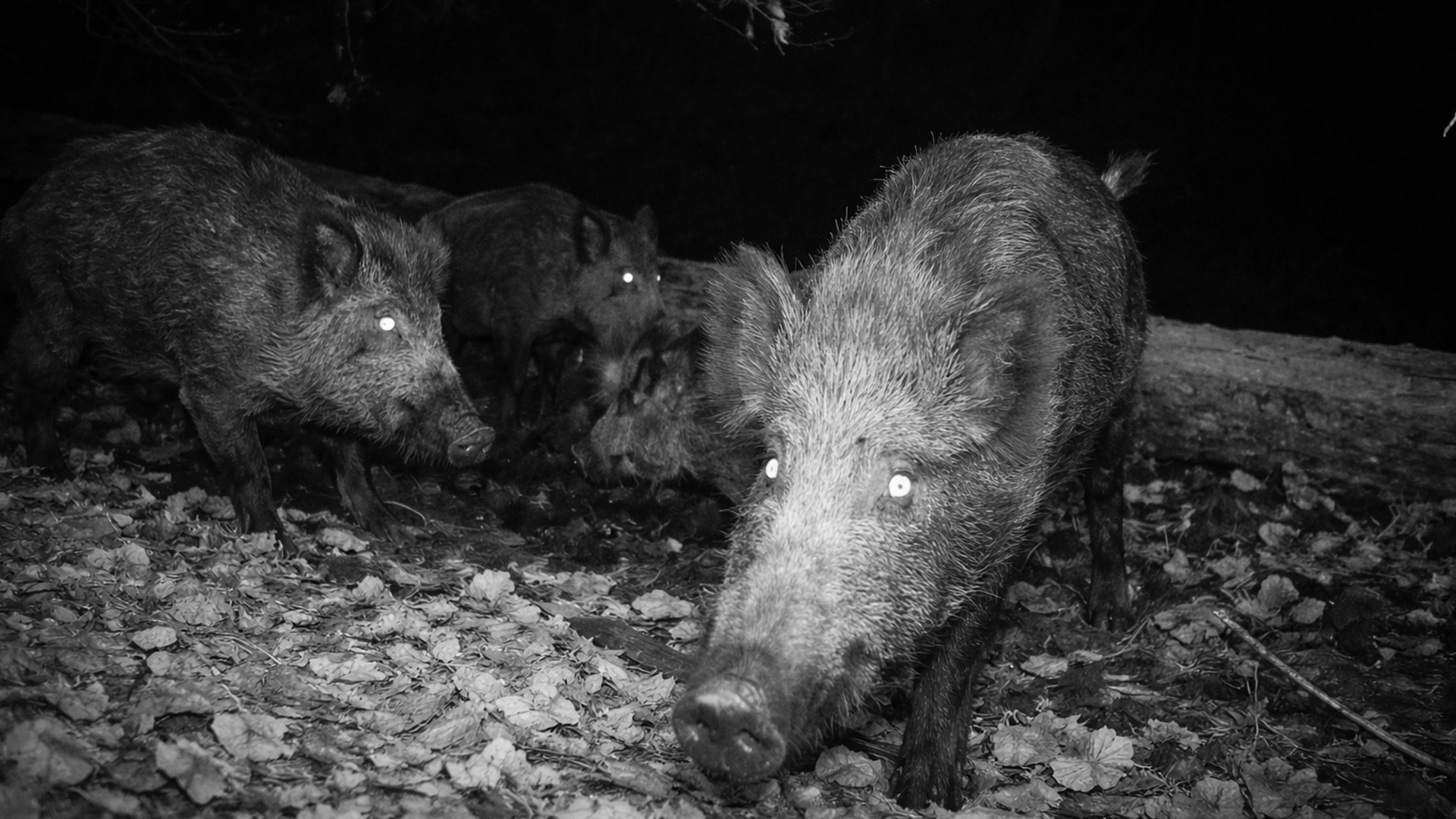 Animais registrados pela minha câmera escondida na floresta