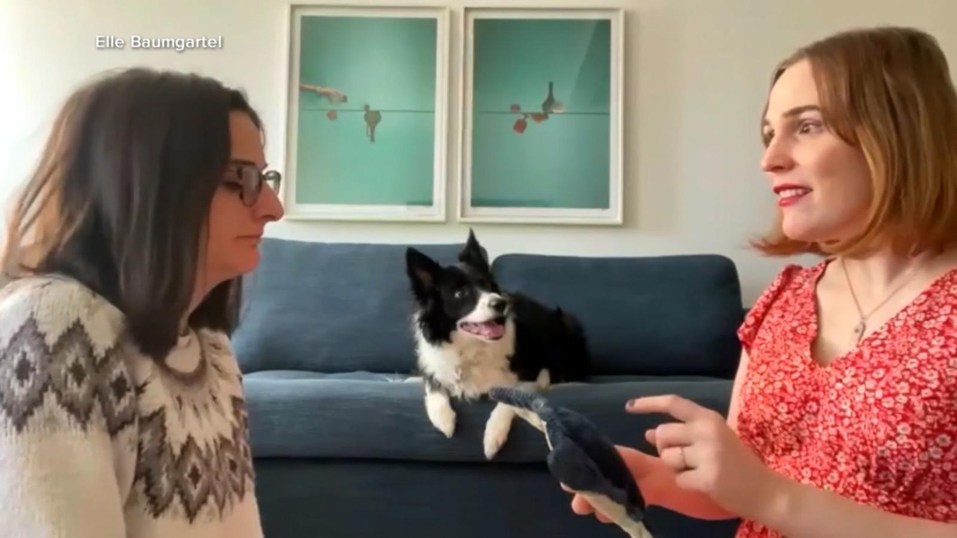 Is your dog eavesdropping on you?