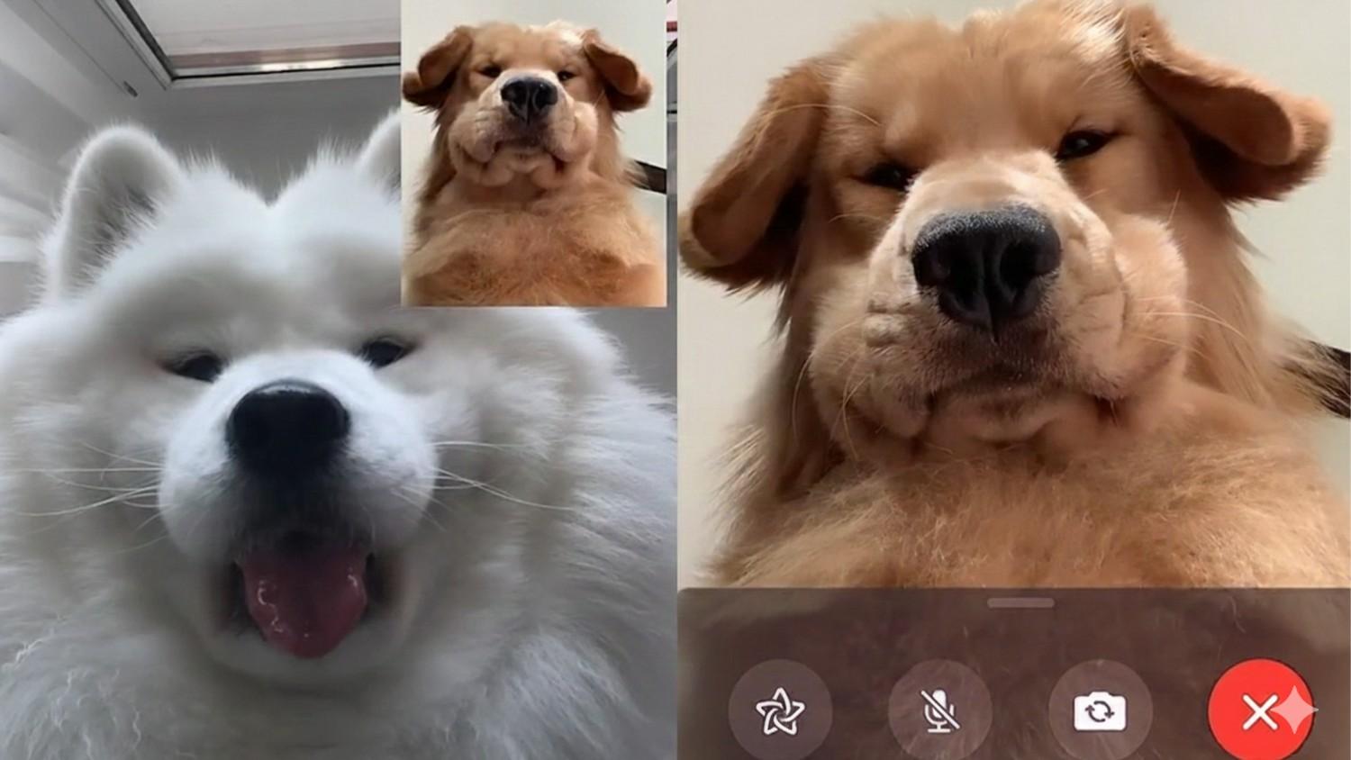 Dog accidentally becomes video call star