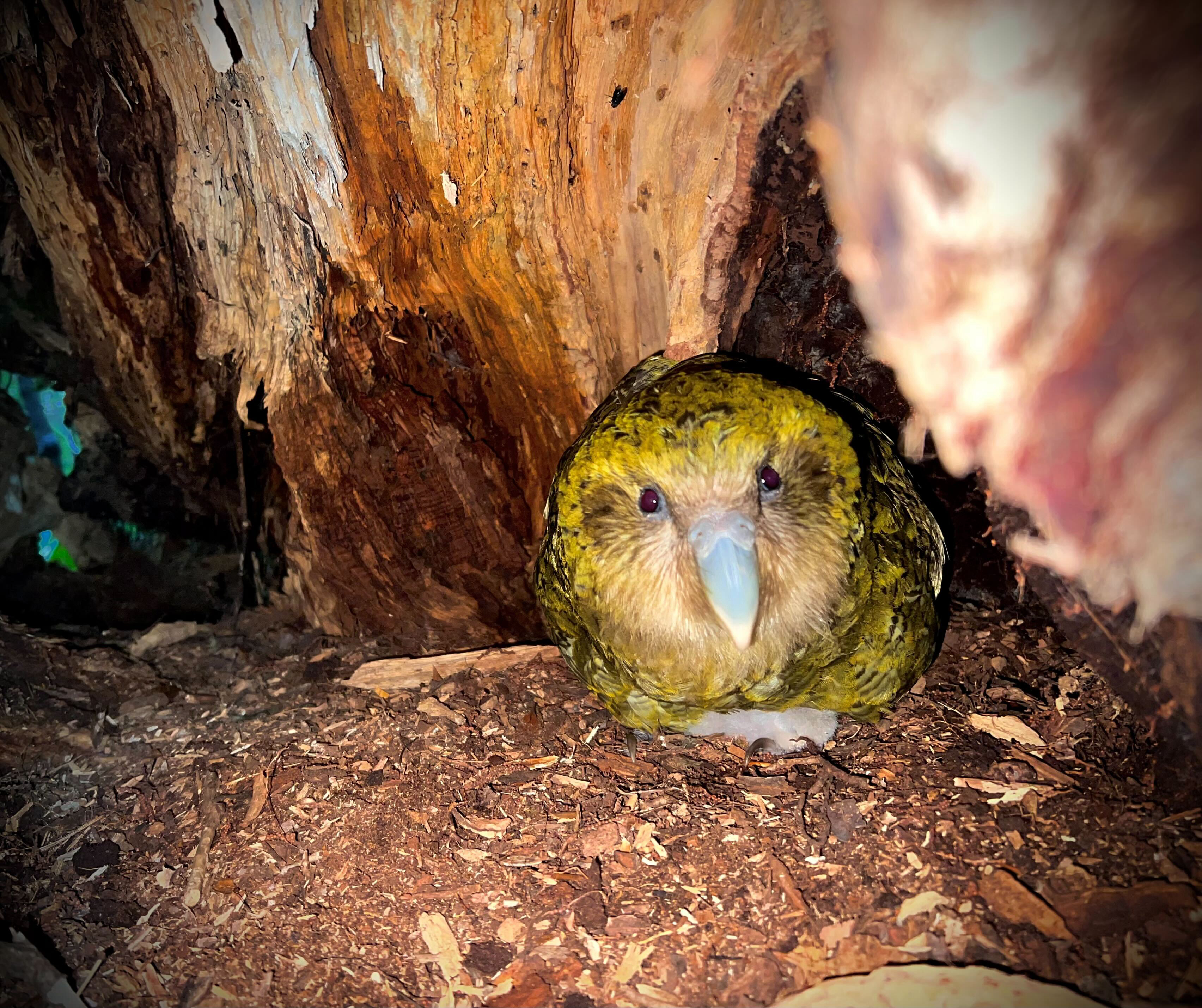 Why the world’s fattest parrots now feel frisky enough to save their ...