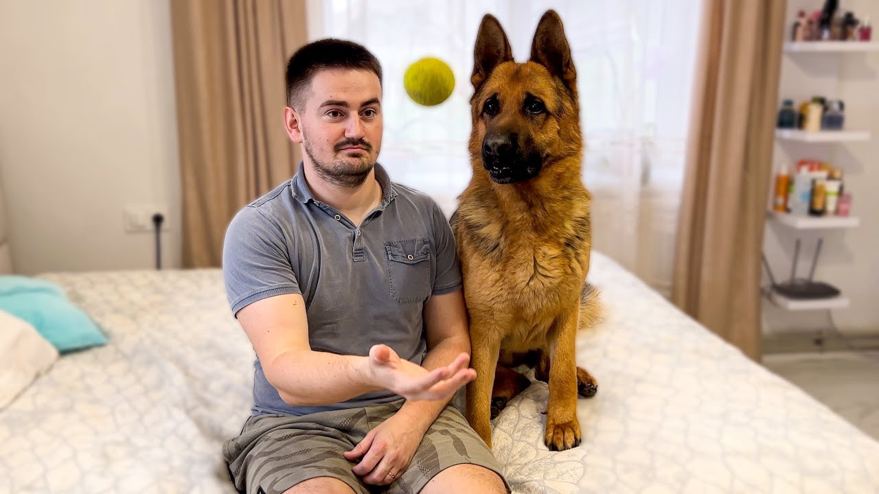 German shepherd calculates how to catch tennis ball