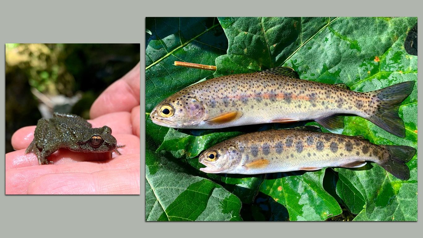 Some fish, frogs and crayfish bounced back after Oregon megafires