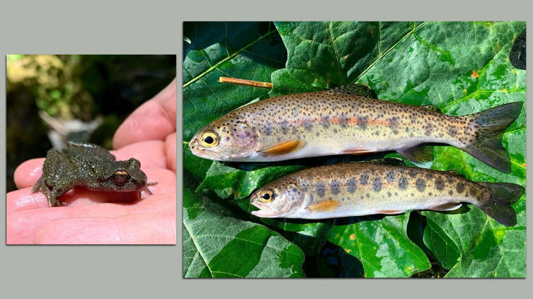 Some fish, frogs and crayfish bounced back after Oregon megafires