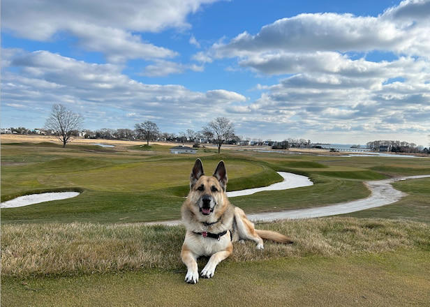 Rules of golf review: My opponent says I can't take relief from a hole ...